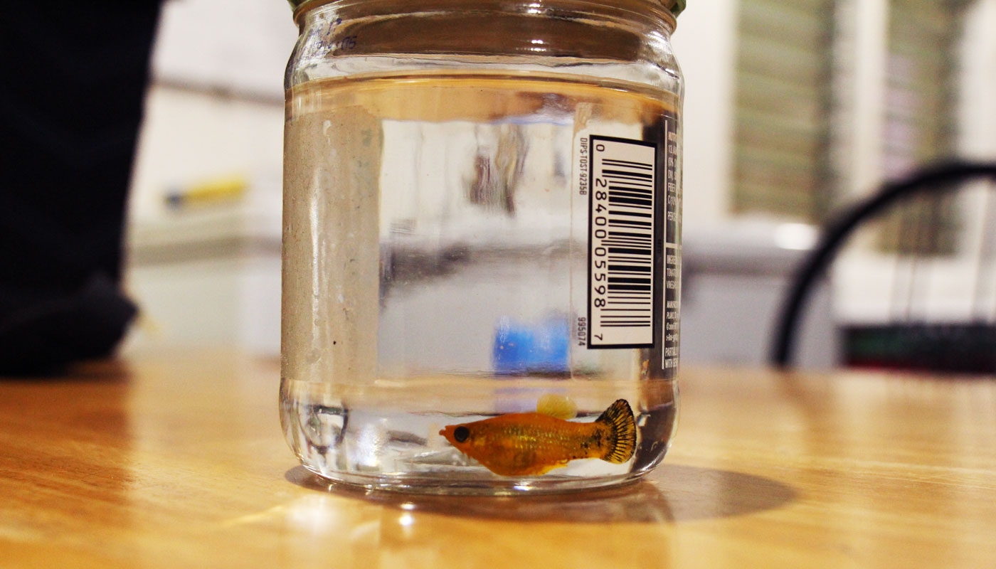 Our View from the Inside of the Fishbowl – Ethnos Canada